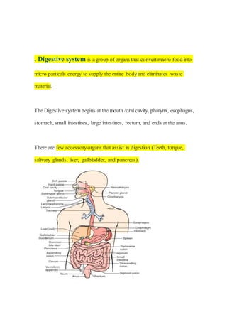 Digestive system | DOCX | Endocrine and Metabolic Diseases | Diseases ...