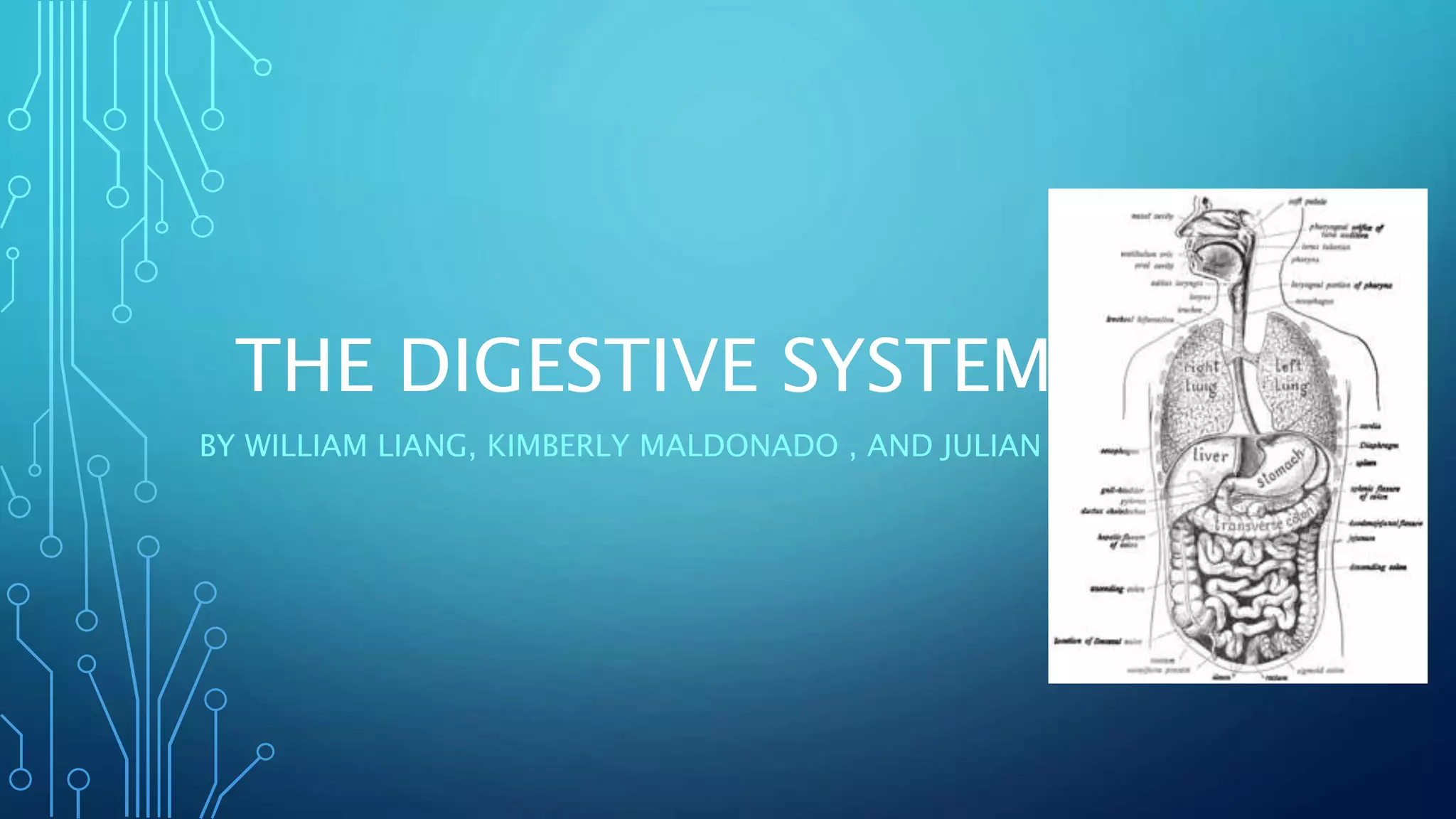 digestive.pptx