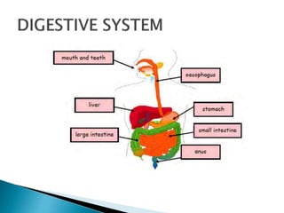 digestive.pptx
