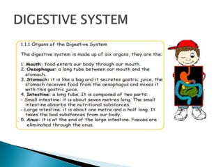 digestive.pptx