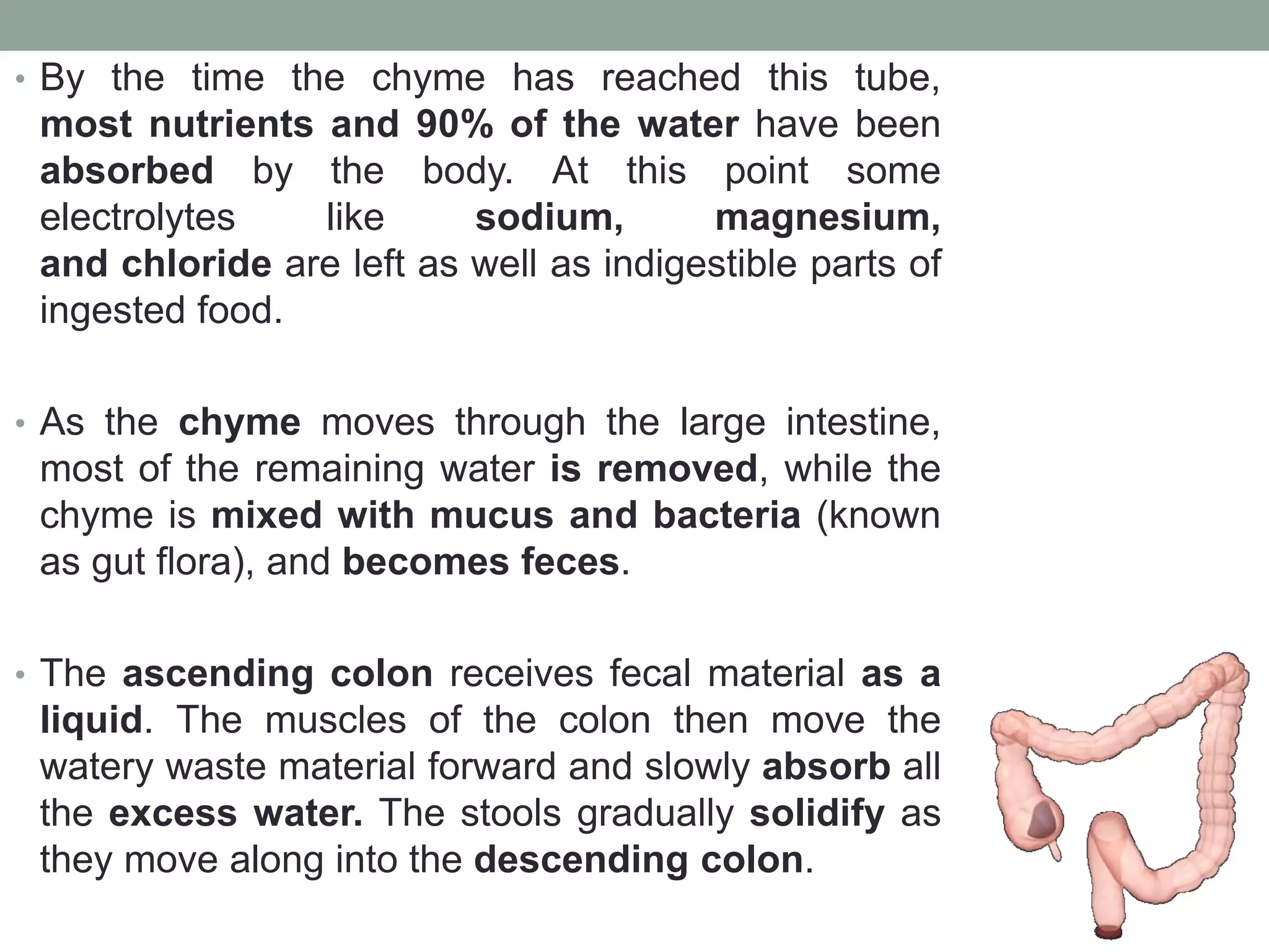 Digestive process | PPTX