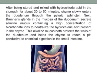 Digestive process | PPTX