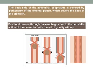 Digestive process | PPTX