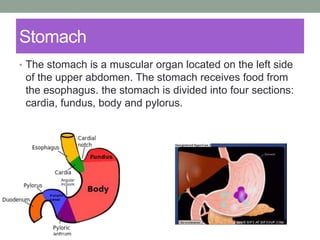 Digestive process | PPTX