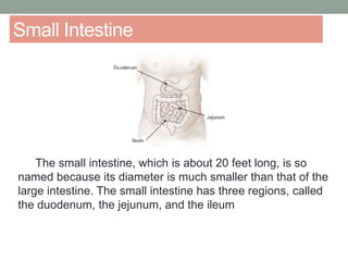 Digestive process | PPTX