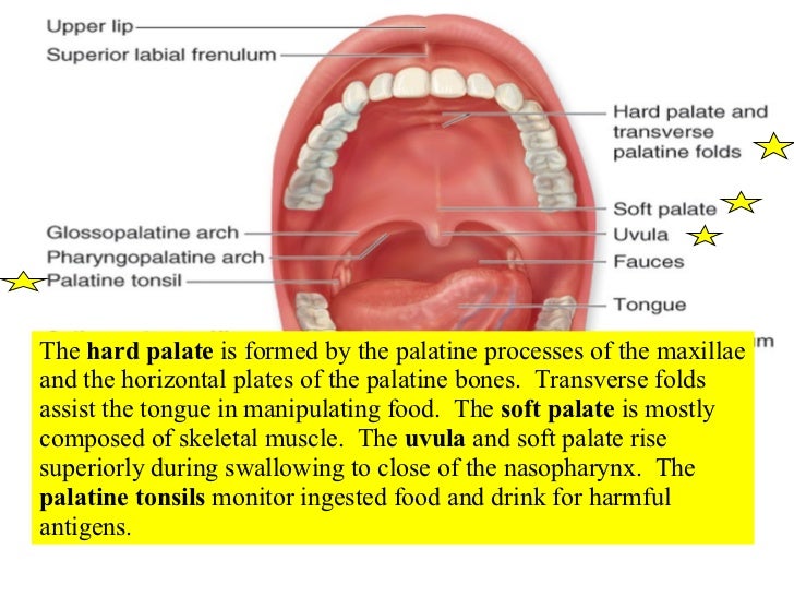 Digestive System 1