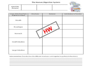 Digestive system | PPT