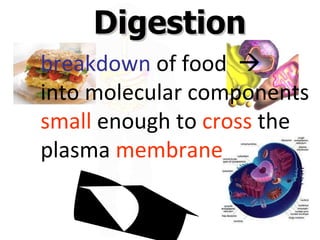 Digestive system | PPT