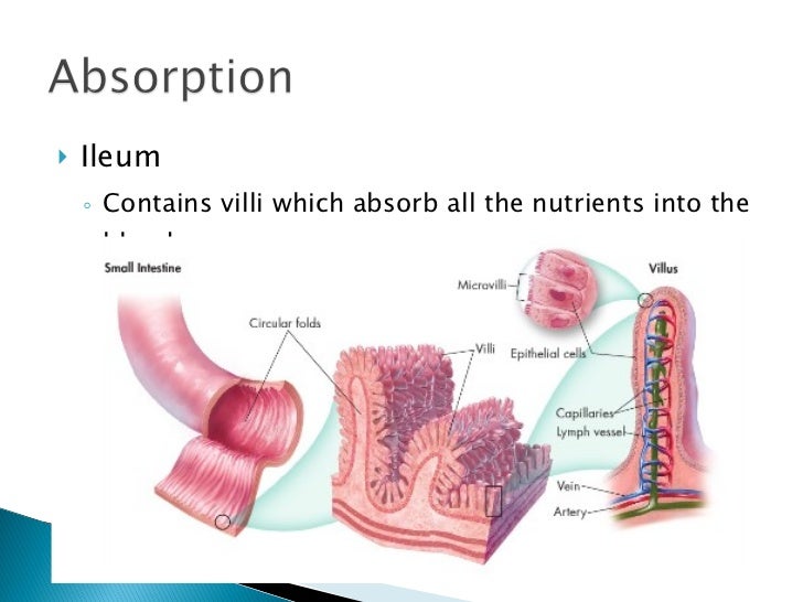 Digestive.system