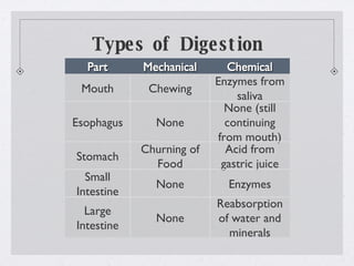 Digestive System | PPT