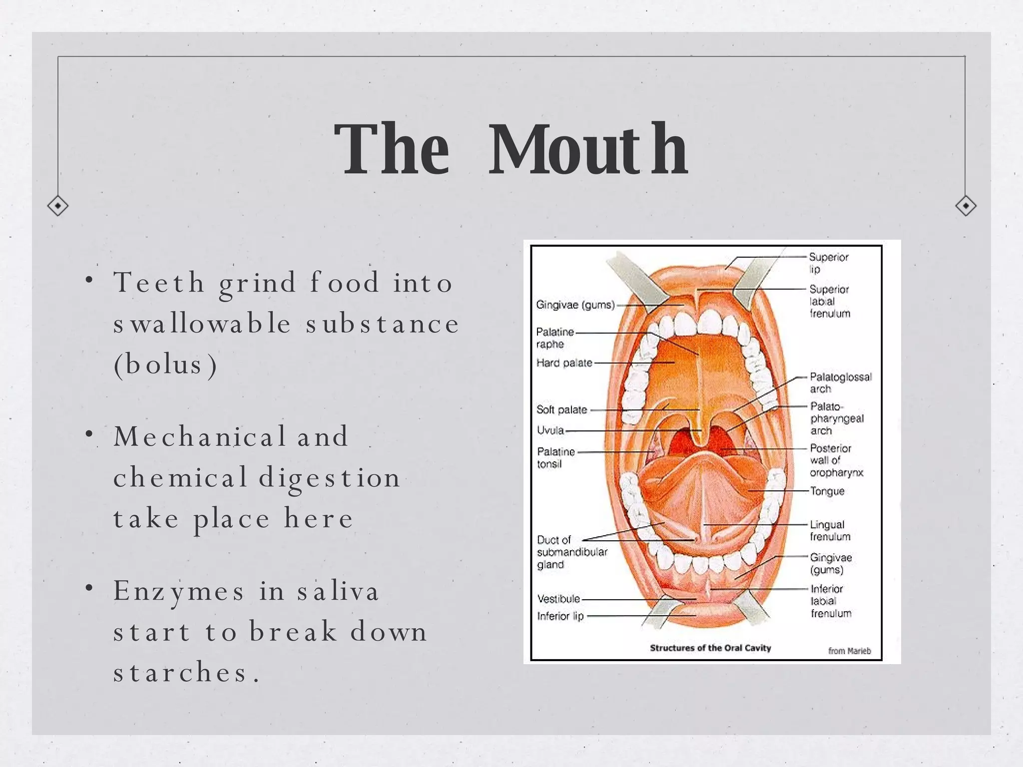 Digestive System | PPT