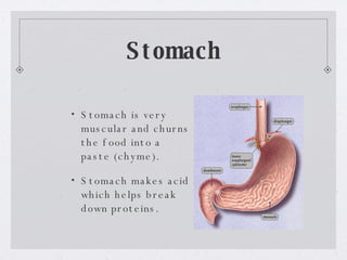 Digestive System | PPT