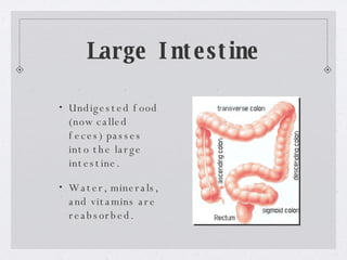 Digestive System | PPT