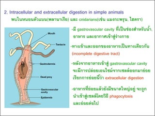 ชีววิทยา เรื่อง การย่อยอาหาร Digestive system | PDF