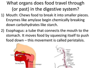 Digestive system | PPTX