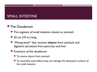 Digestive system | PPT