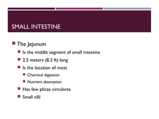 Digestive system | PPT