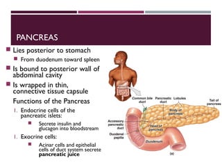 Digestive system | PPT