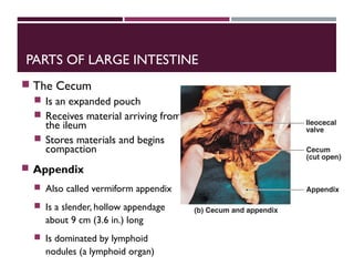 Digestive system | PPT