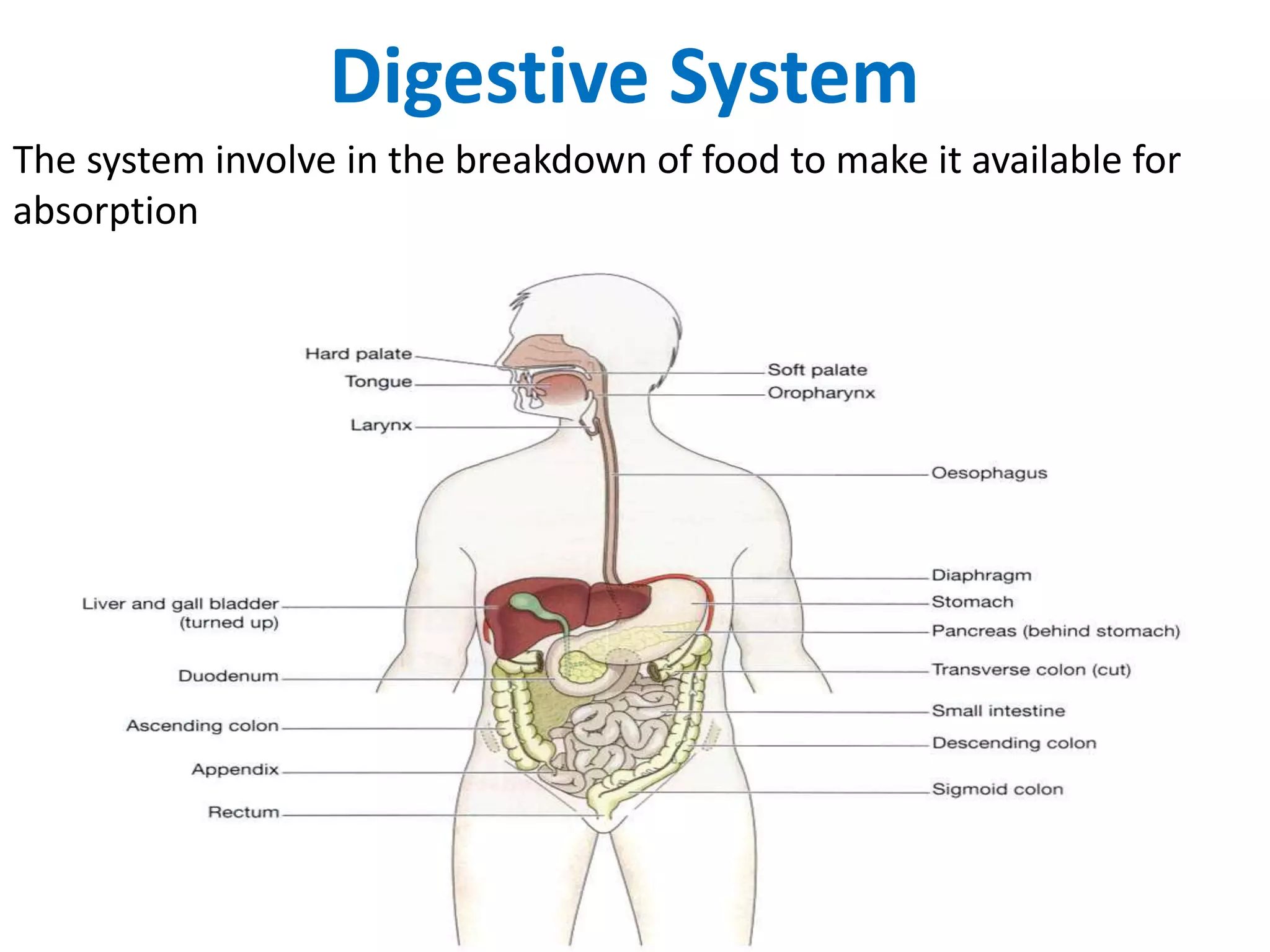 Digestive-System.pptx