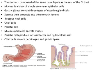 Digestive-System.pptx