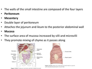 Digestive-System.pptx
