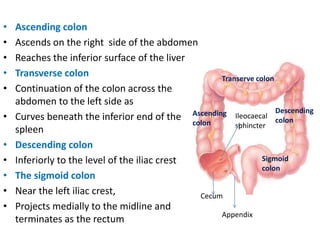 Digestive-System.pptx