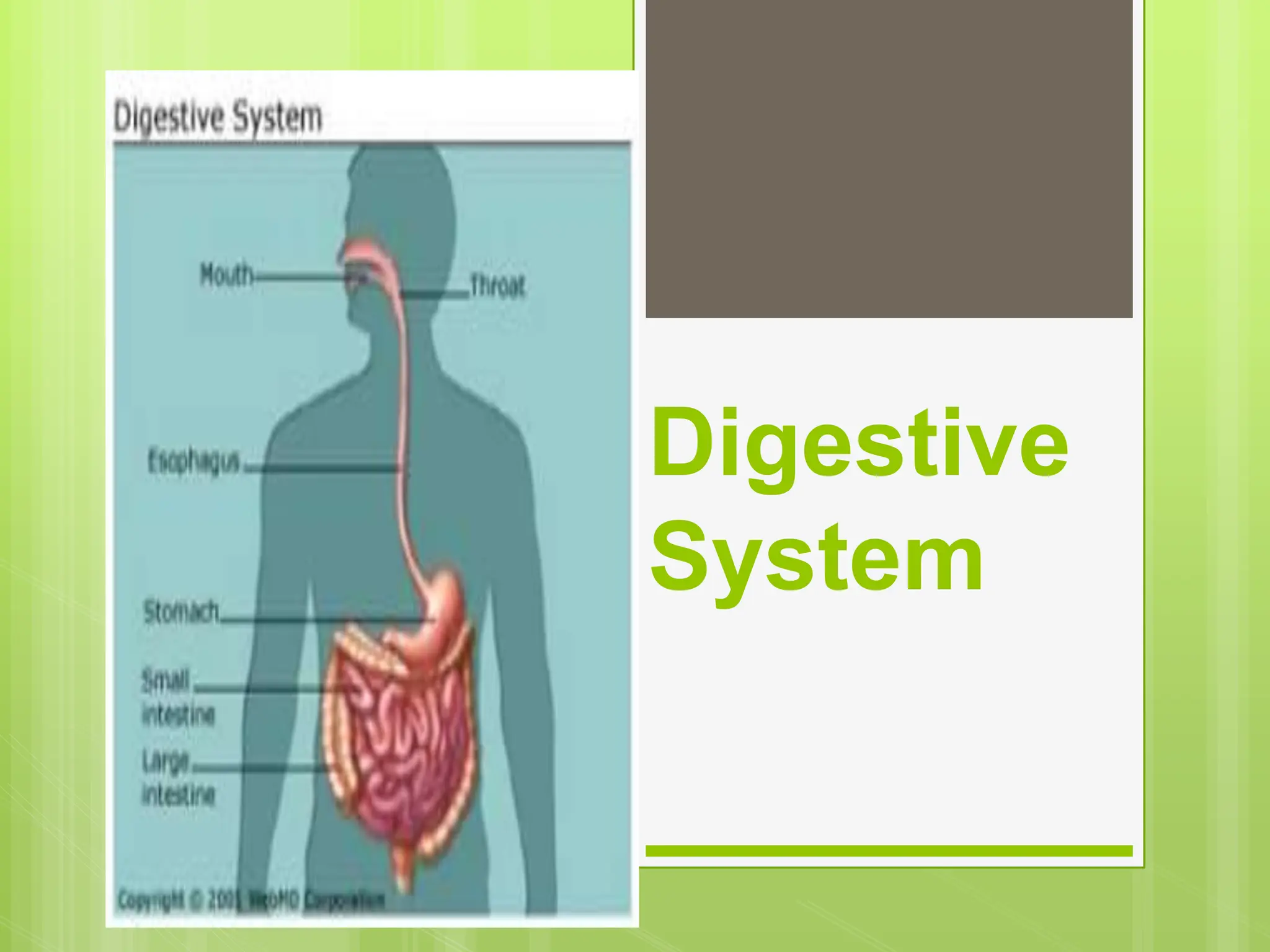 Science 6 Q2_The Human Digestive System (Parts and Function} | PPT