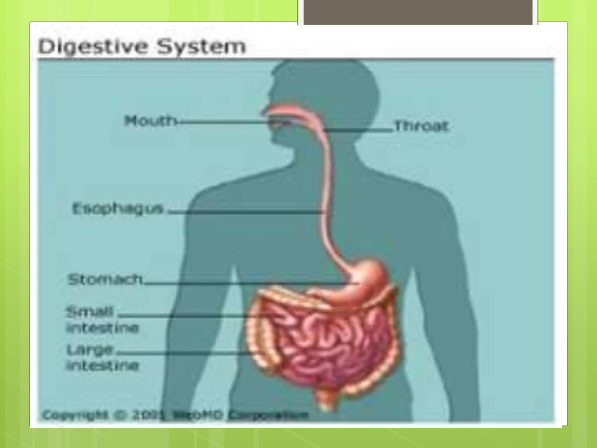 Science 6 Q2_The Human Digestive System (Parts and Function} | PPT