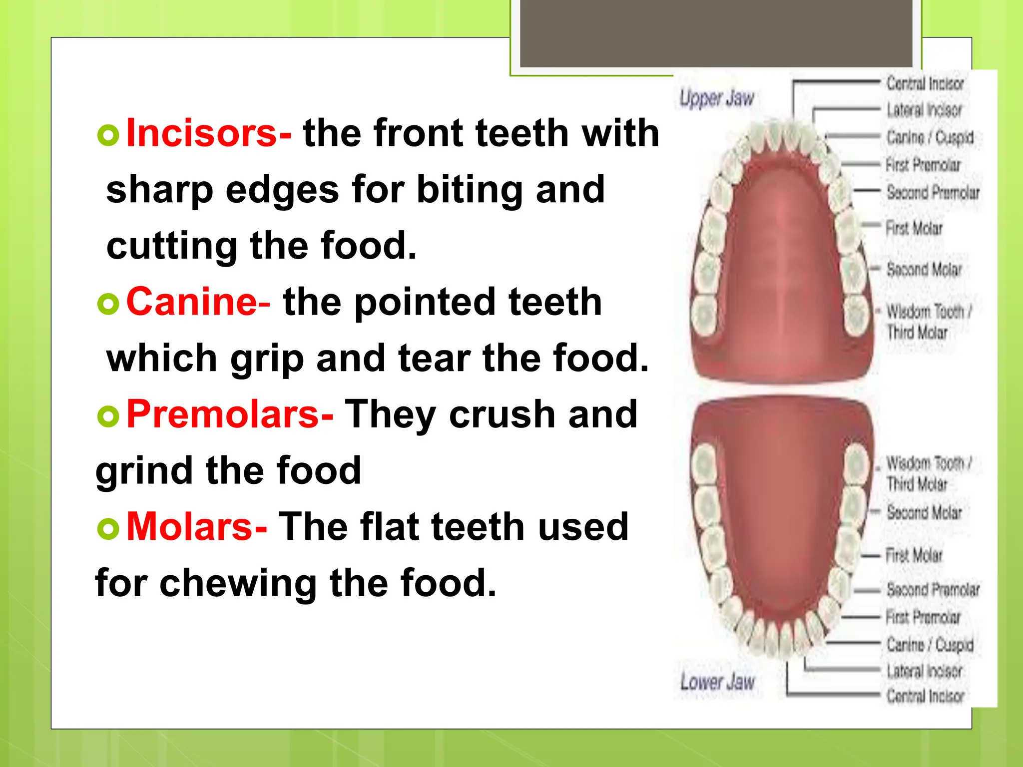 Science 6 Q2_The Human Digestive System (Parts and Function} | PPT