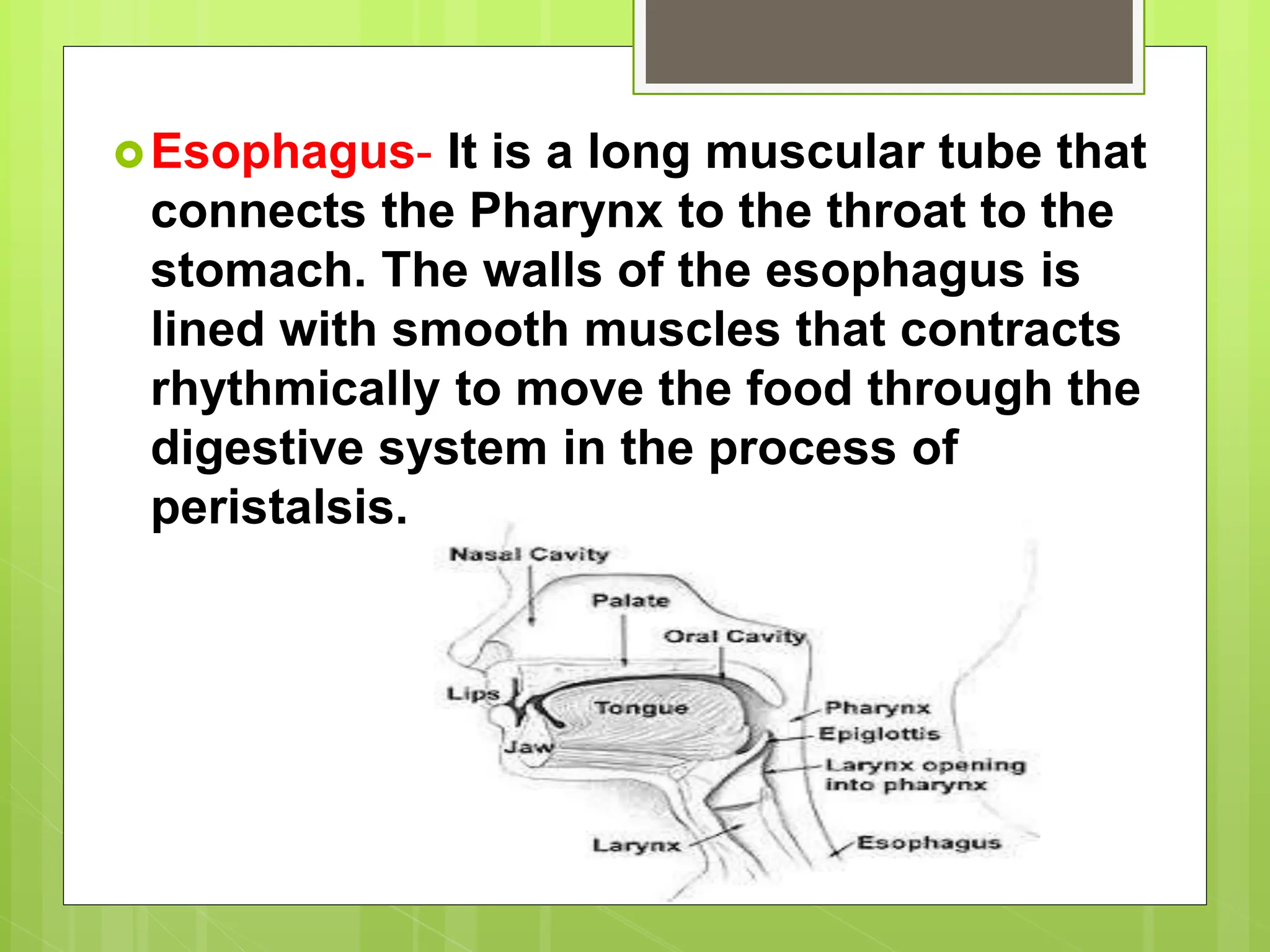 Science 6 Q2_The Human Digestive System (Parts and Function} | PPT