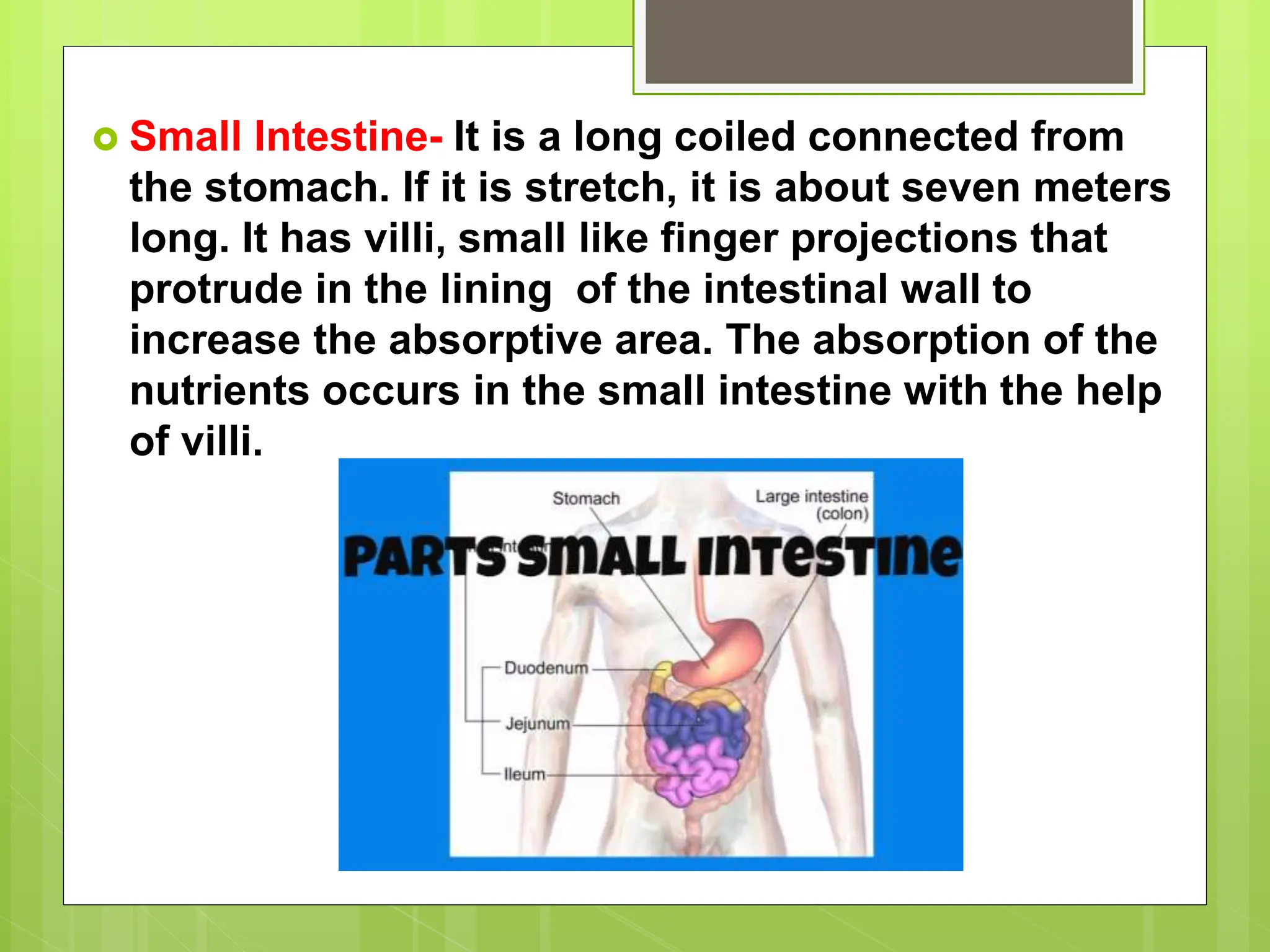 Science 6 Q2_The Human Digestive System (Parts and Function} | PPT