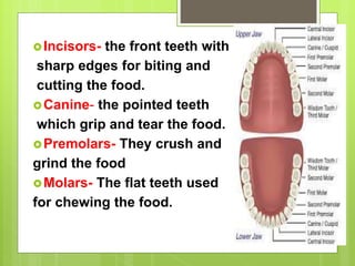 Science 6 Q2_The Human Digestive System (Parts and Function} | PPT