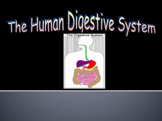 Human digestive system (anatomy and Physiology).pptx