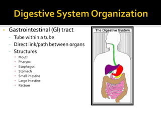 Human digestive system (anatomy and Physiology).pptx