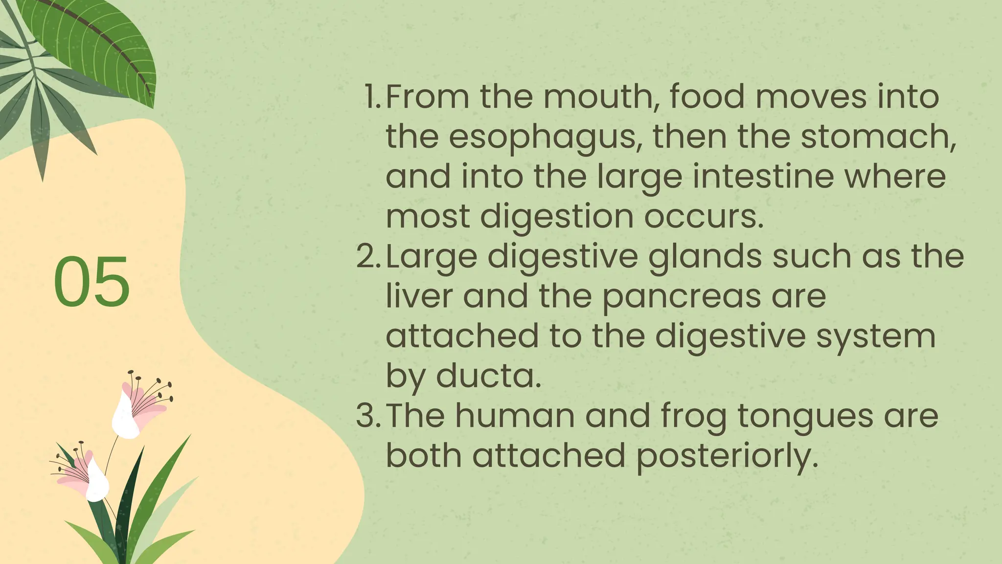 DIGESTIVE SYSTEM OF FROGS AND HUMANS.pdf