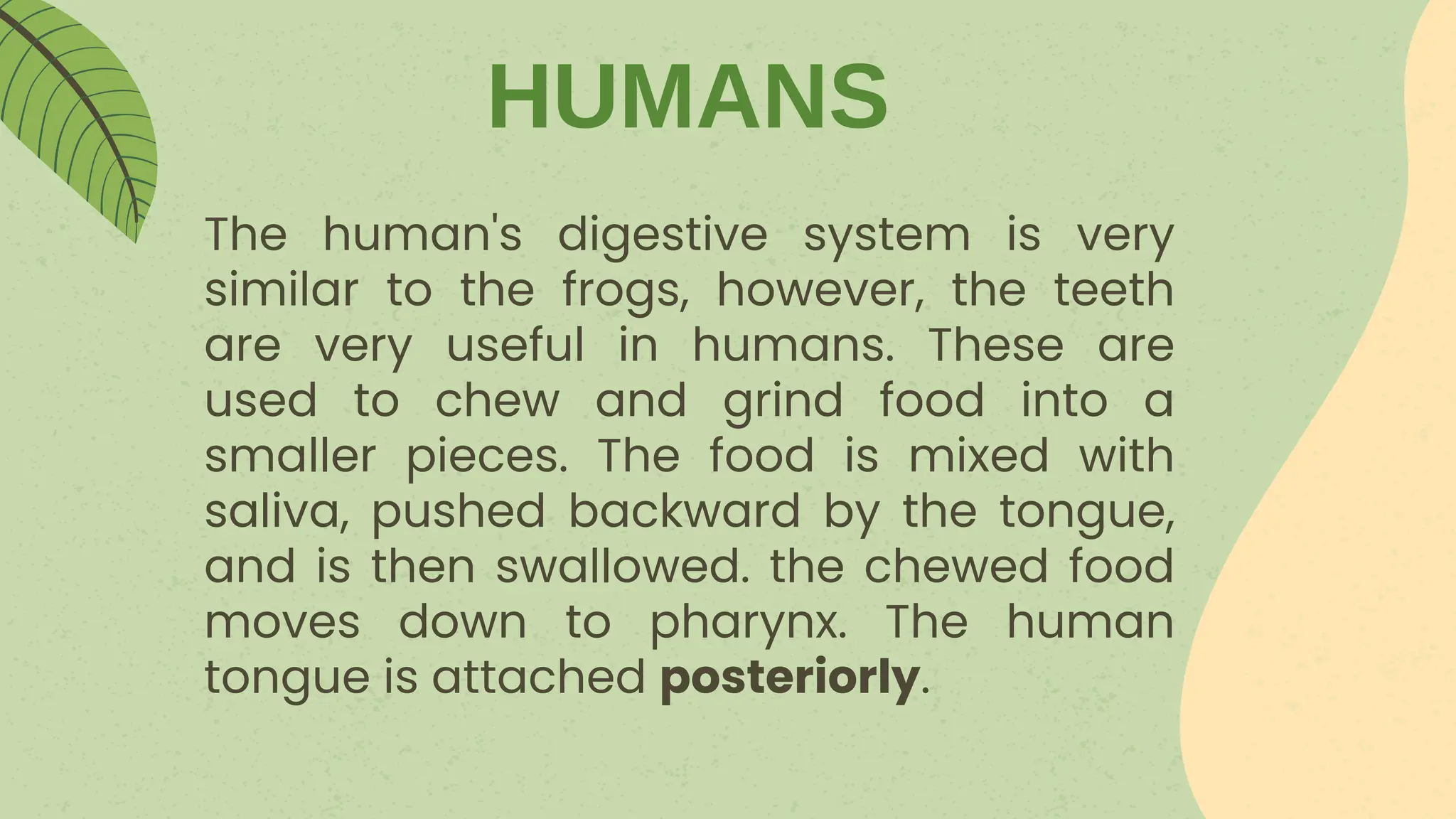 DIGESTIVE SYSTEM OF FROGS AND HUMANS.pdf