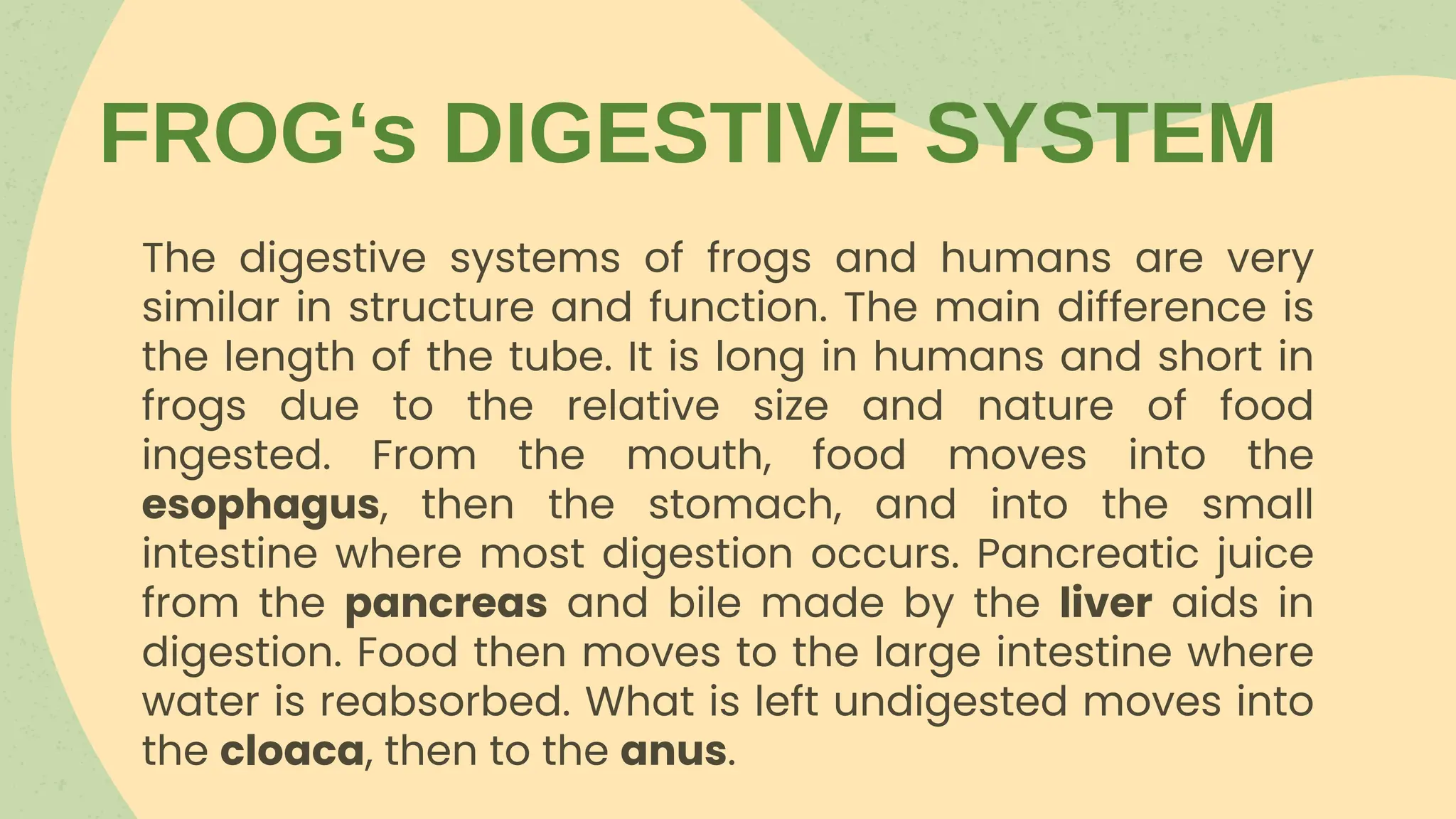 DIGESTIVE SYSTEM OF FROGS AND HUMANS.pdf