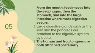 DIGESTIVE SYSTEM OF FROGS AND HUMANS.pdf