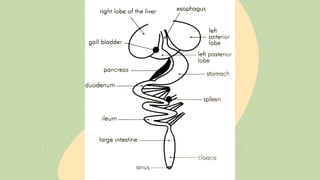 DIGESTIVE SYSTEM OF FROGS AND HUMANS.pdf