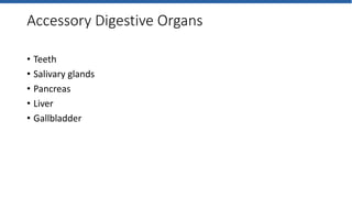 digestive-system-accesory.pptx