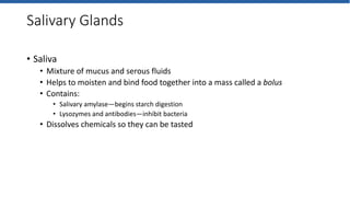 digestive-system-accesory.pptx