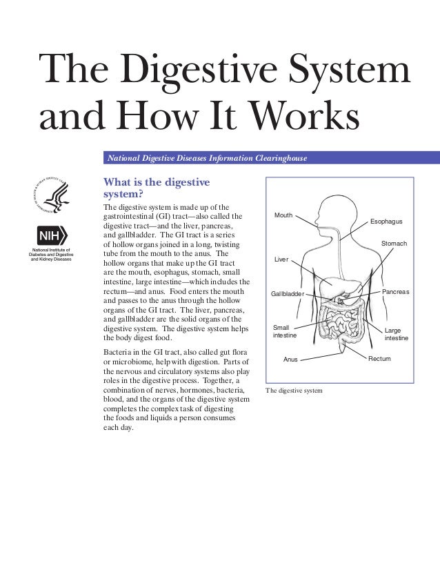 The Digestive System and How it Works