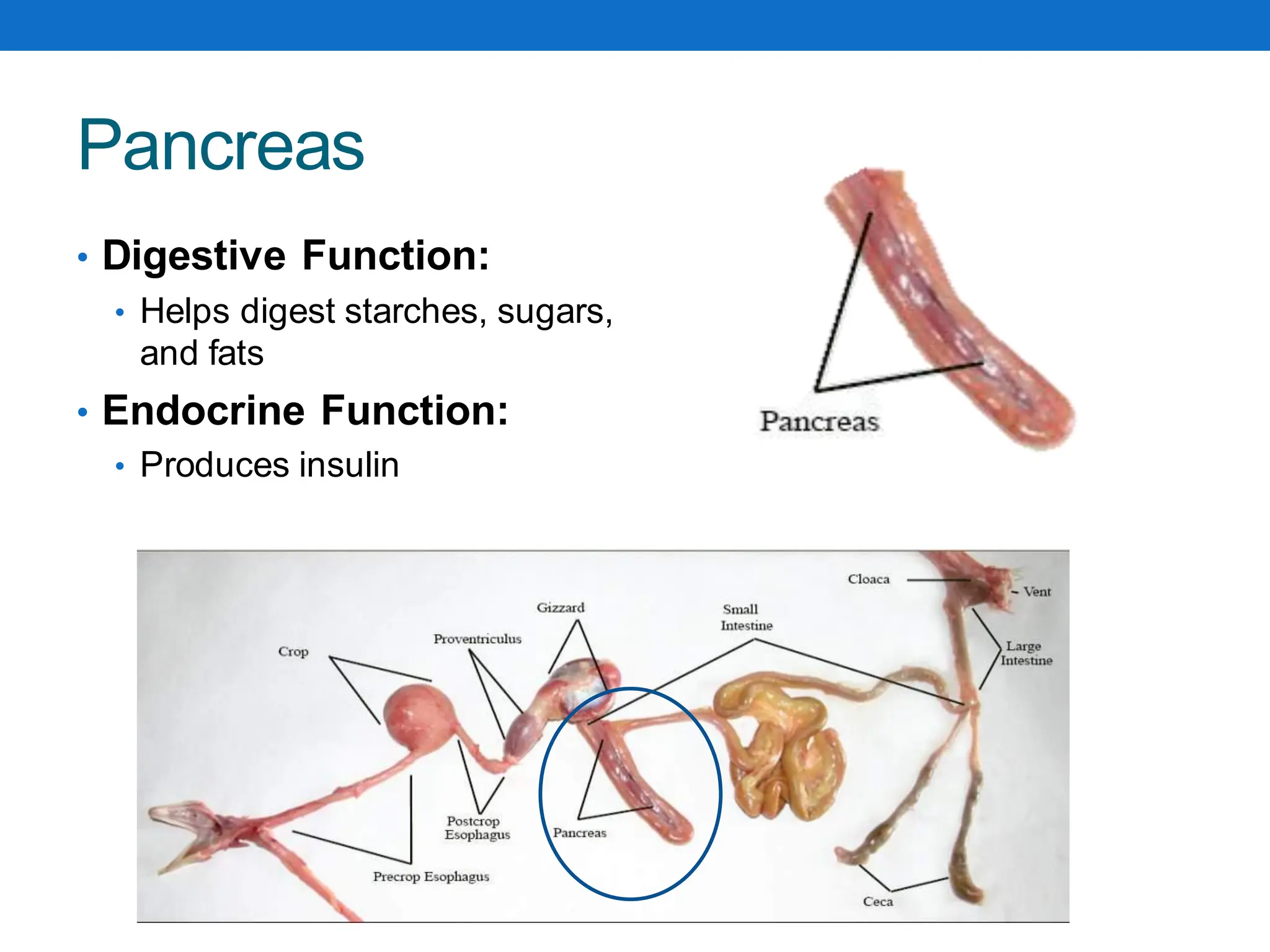 Digestive-System-in-Poultry-sistem pencernaan-ayam.pdf