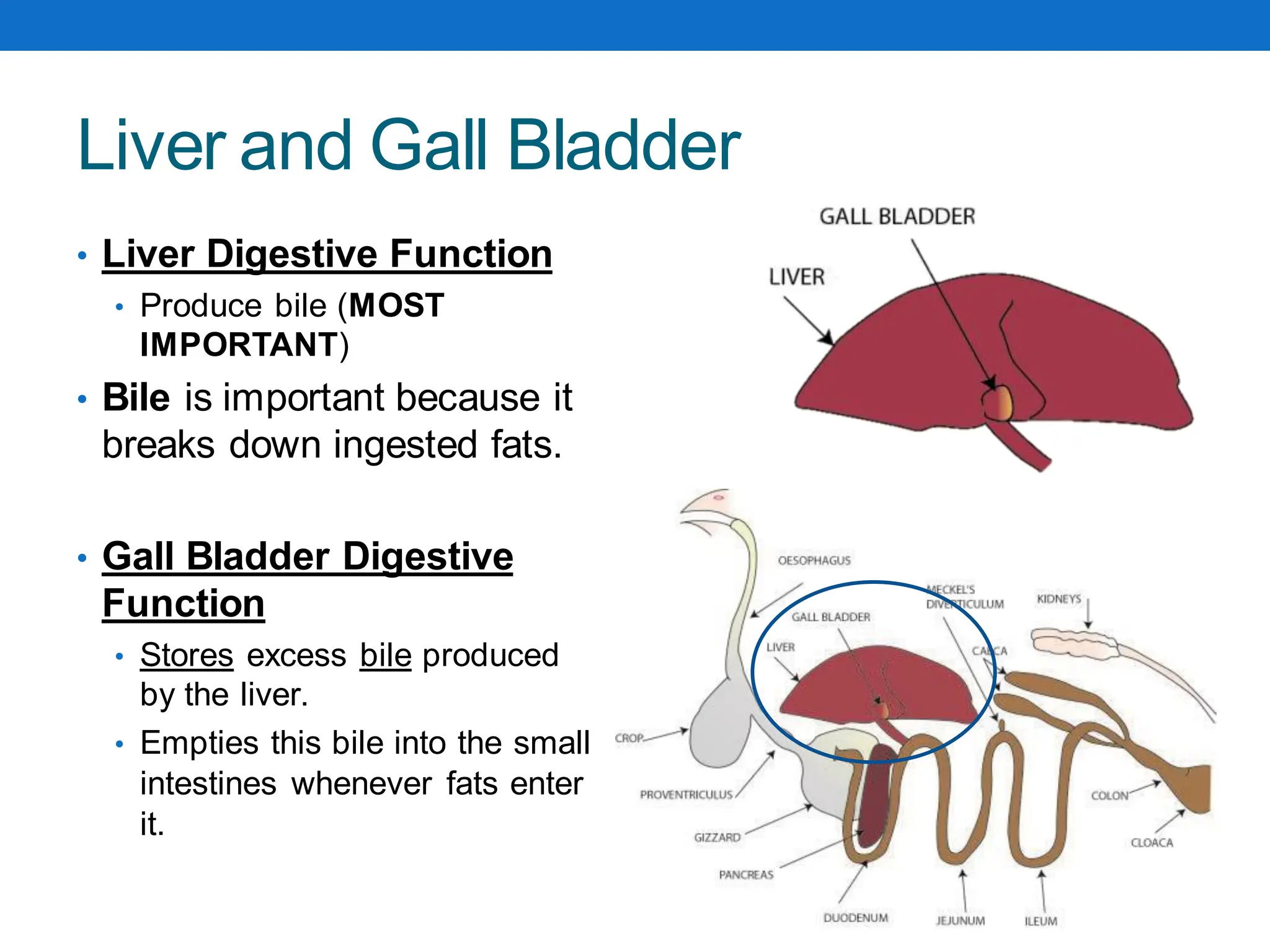 Digestive-System-in-Poultry-sistem pencernaan-ayam.pdf