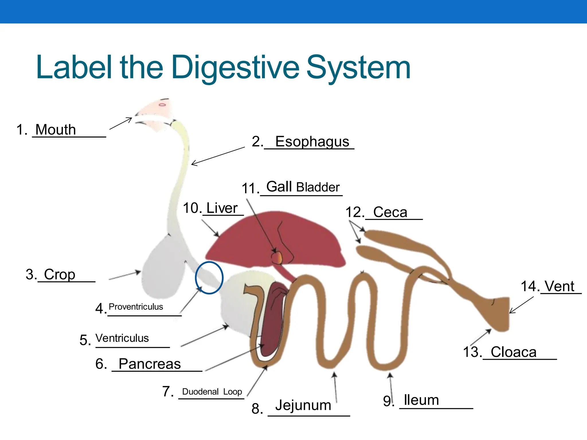 Digestive-System-in-Poultry-sistem pencernaan-ayam.pdf