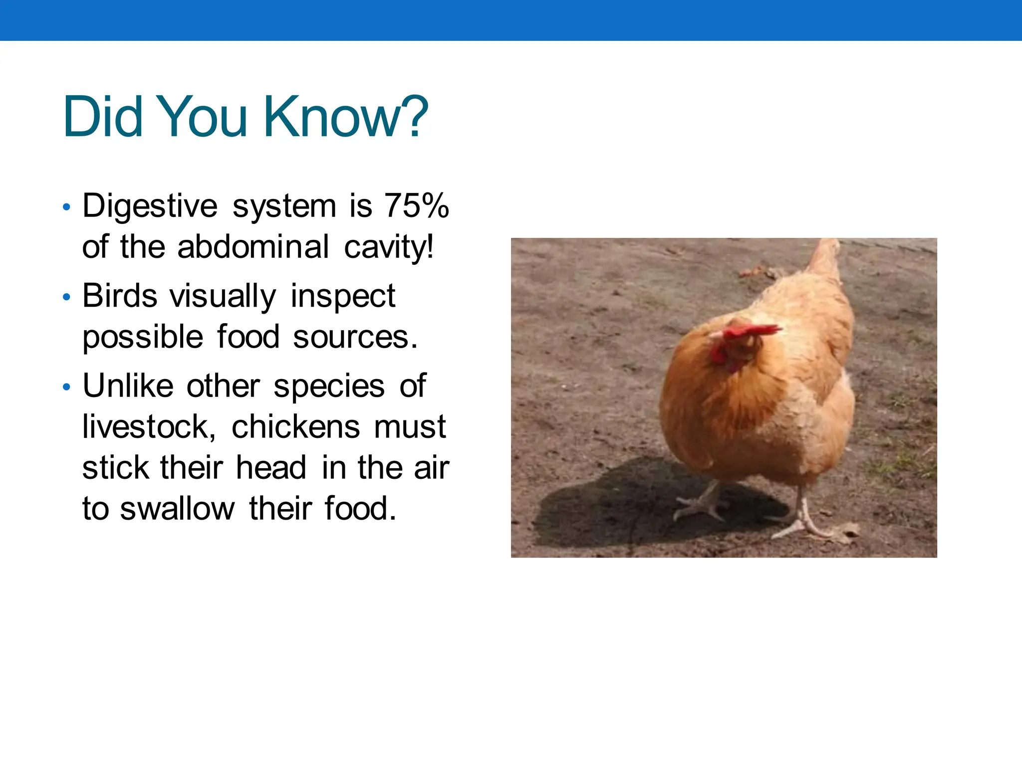Digestive-System-in-Poultry-sistem pencernaan-ayam.pdf