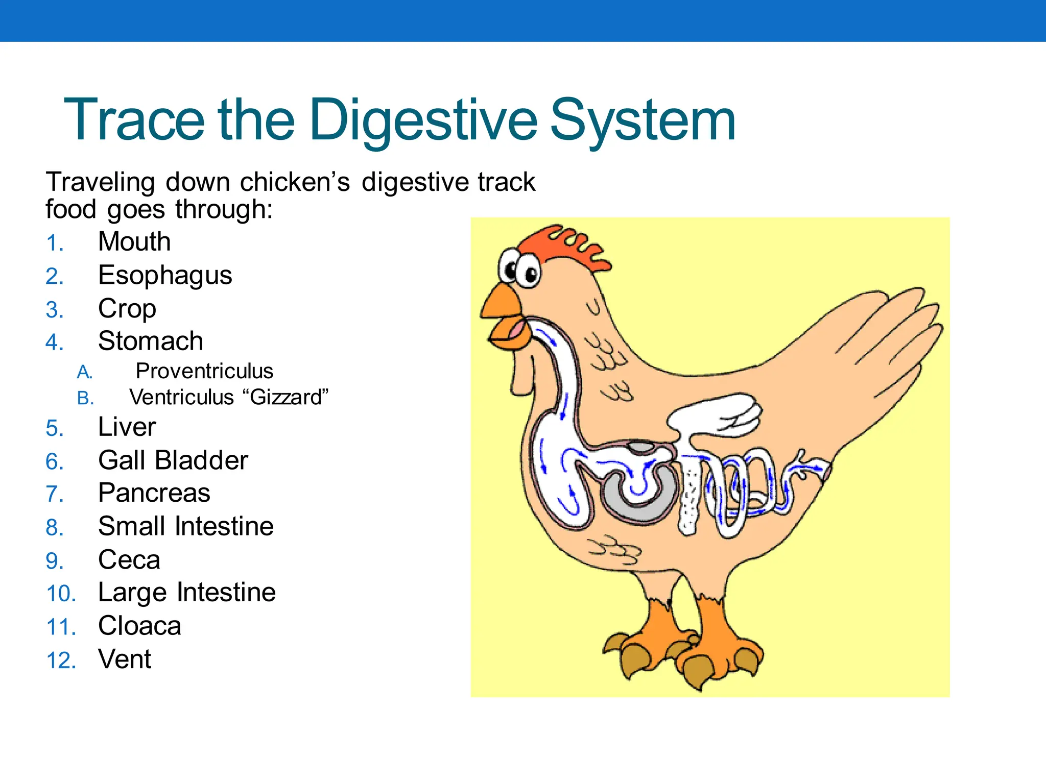 Digestive-System-in-Poultry-sistem pencernaan-ayam.pdf