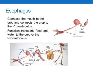 Digestive-System-in-Poultry-sistem pencernaan-ayam.pdf