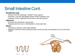 Digestive-System-in-Poultry-sistem pencernaan-ayam.pdf